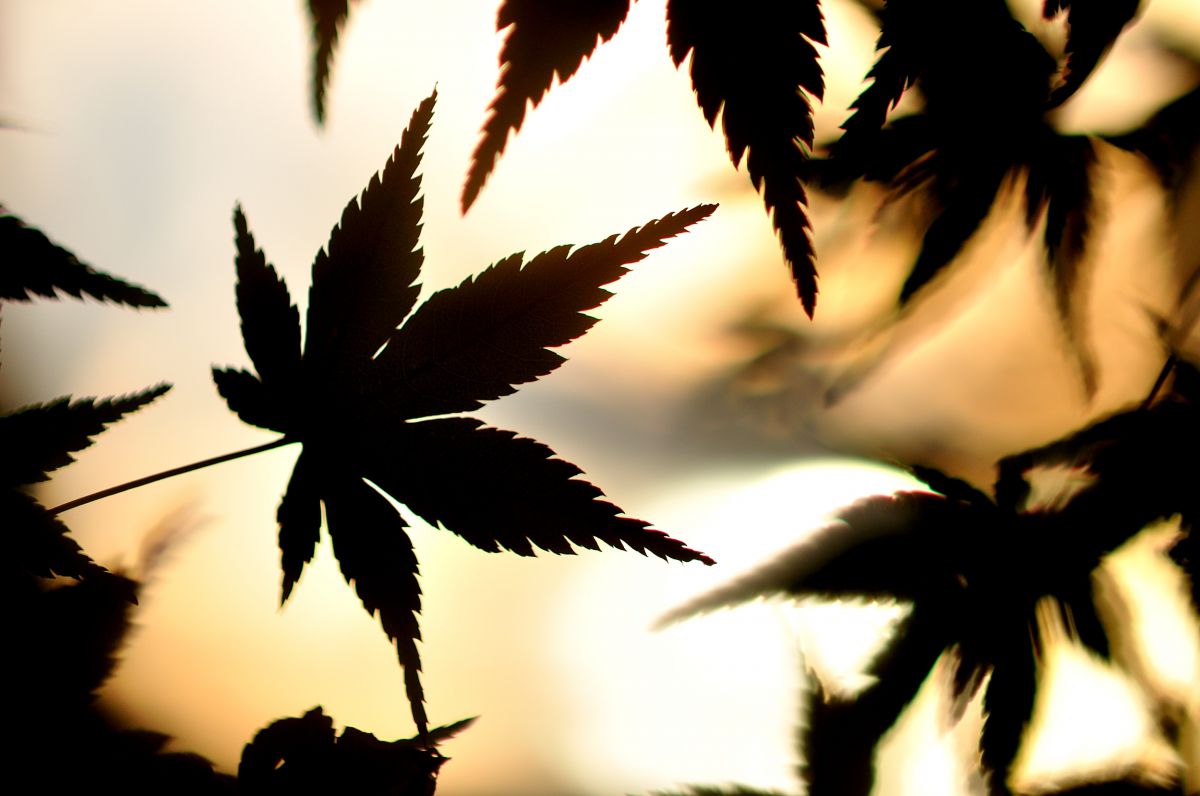 Glamorous shadow | GANREF