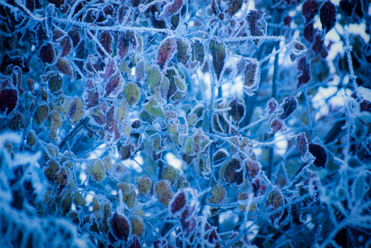 Freezing point | GANREF