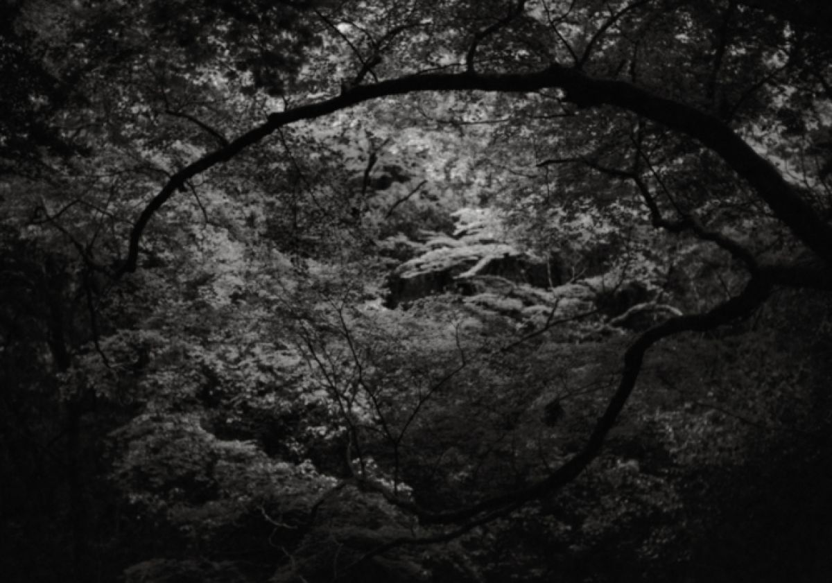 Light in woods | GANREF