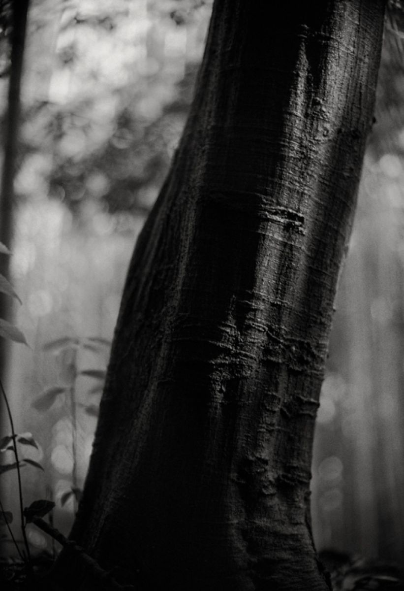 Light in woods | GANREF