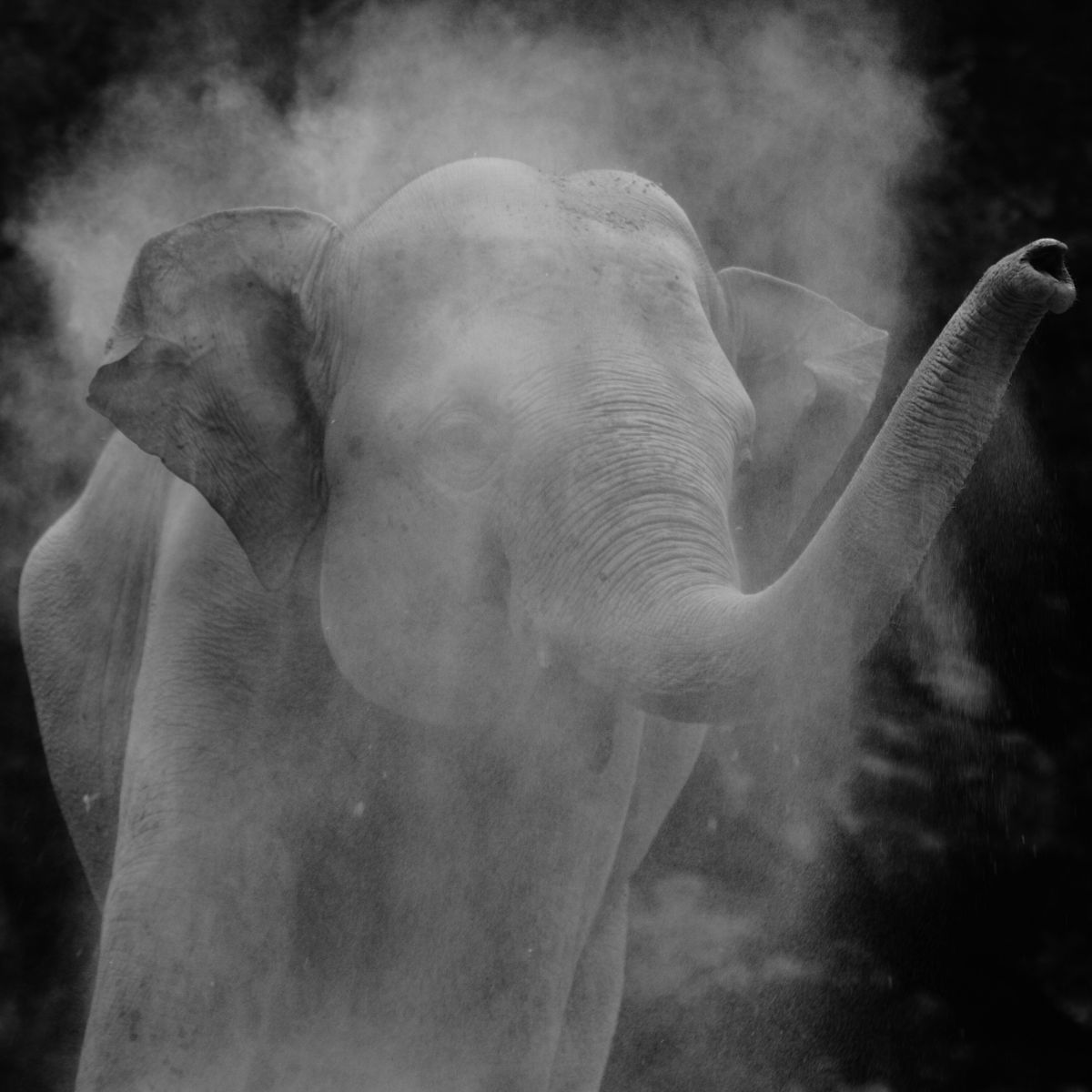 elephant dust bathing | GANREF