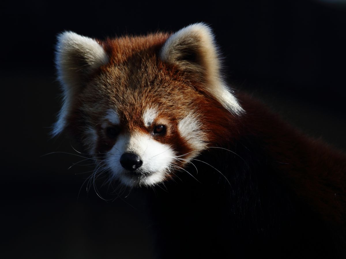 Portrait of red panda | GANREF