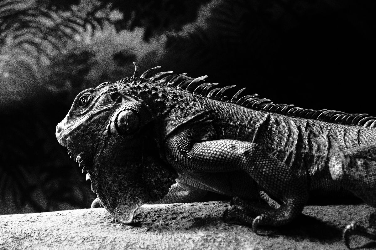 Primitive World | GANREF