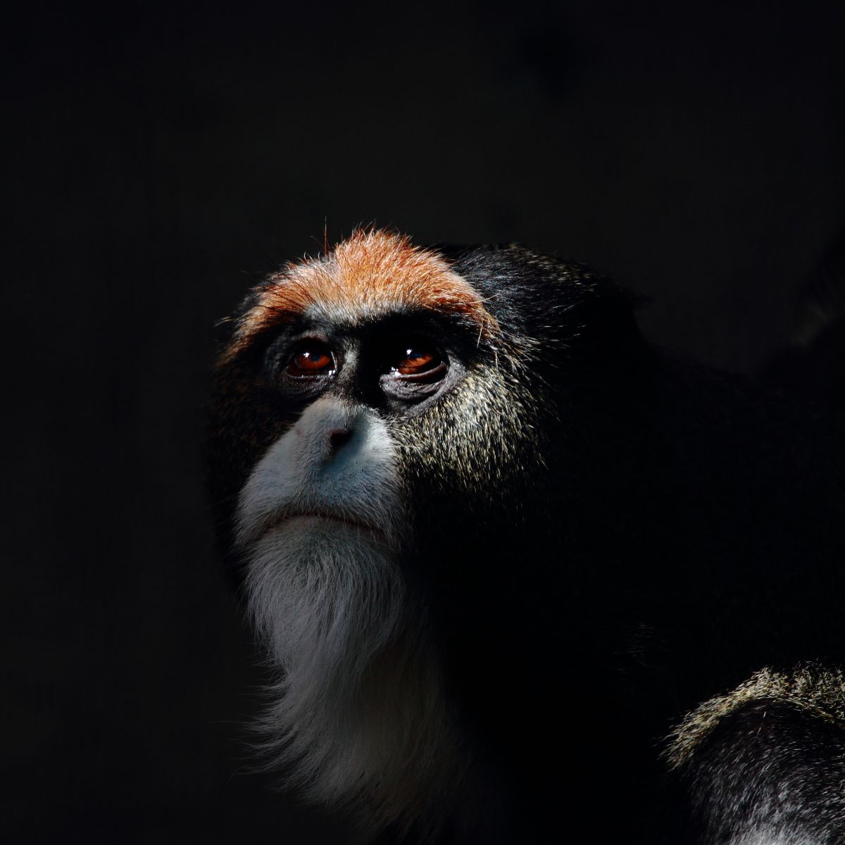 望郷の陽 | GANREF