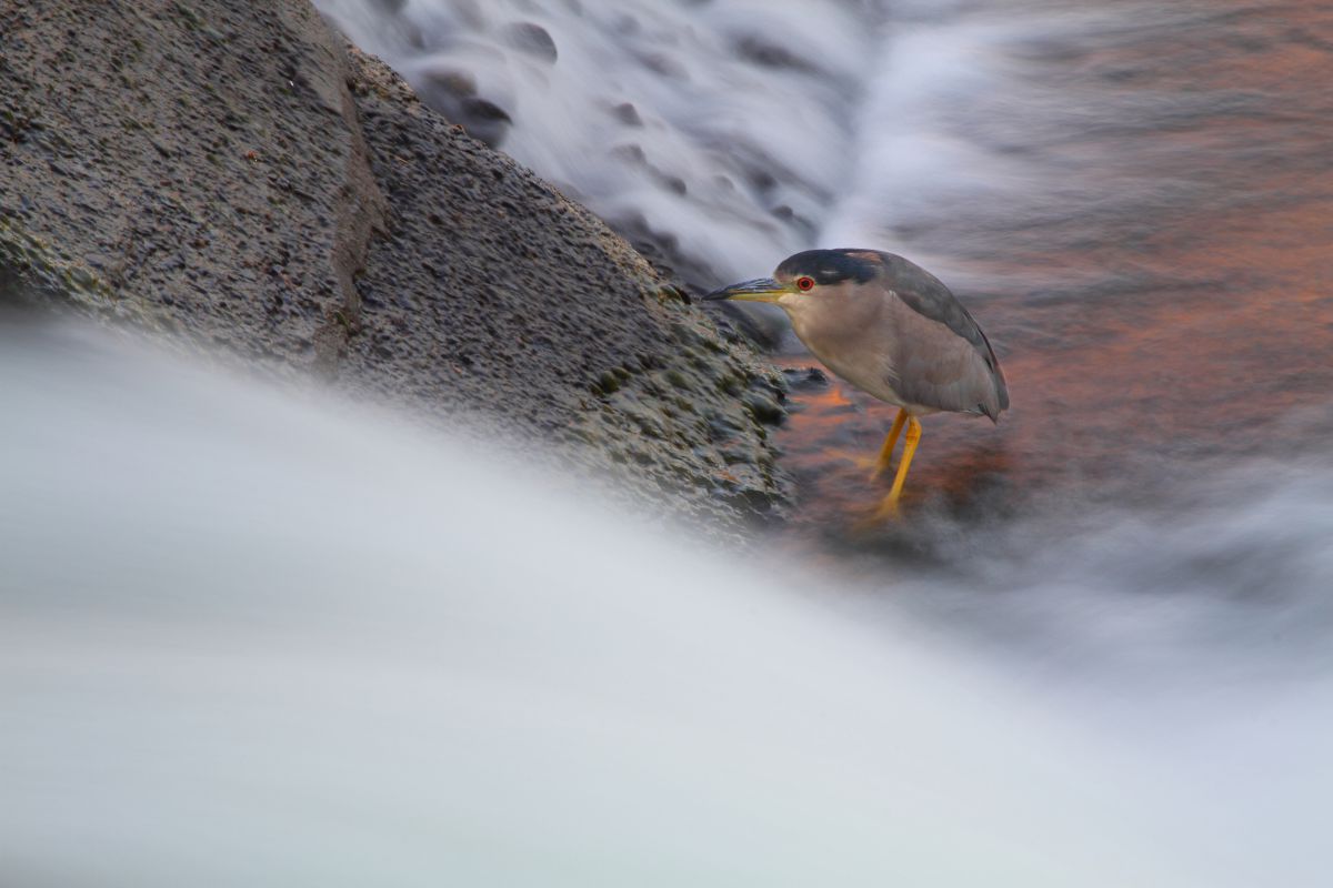 夕暮堰景 | GANREF