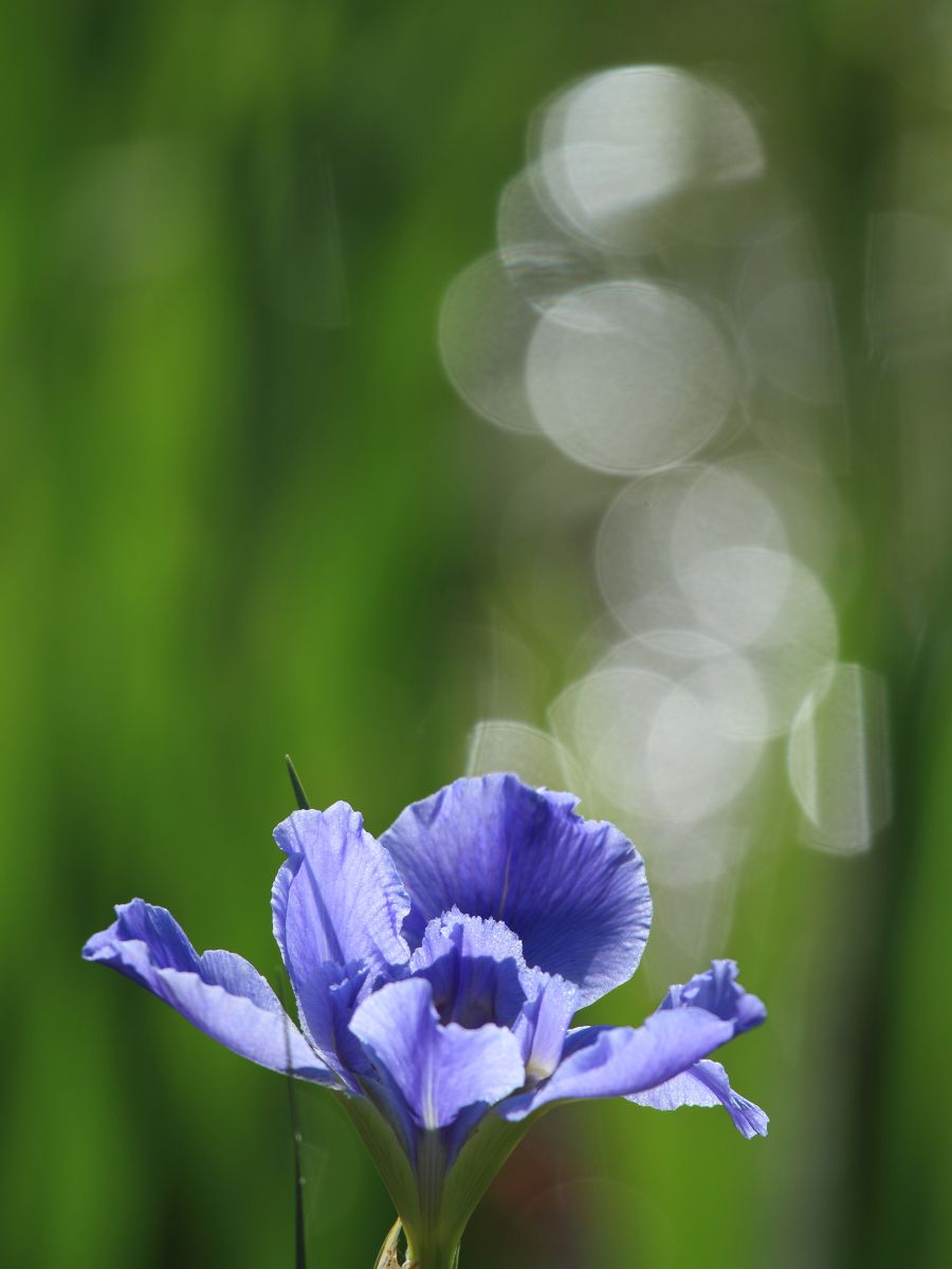 立ち昇る光香 | GANREF