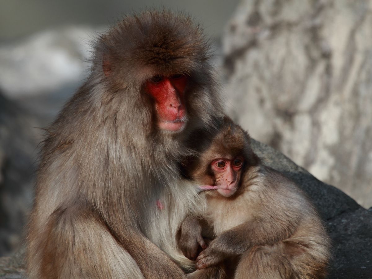 甘えん坊B | GANREF