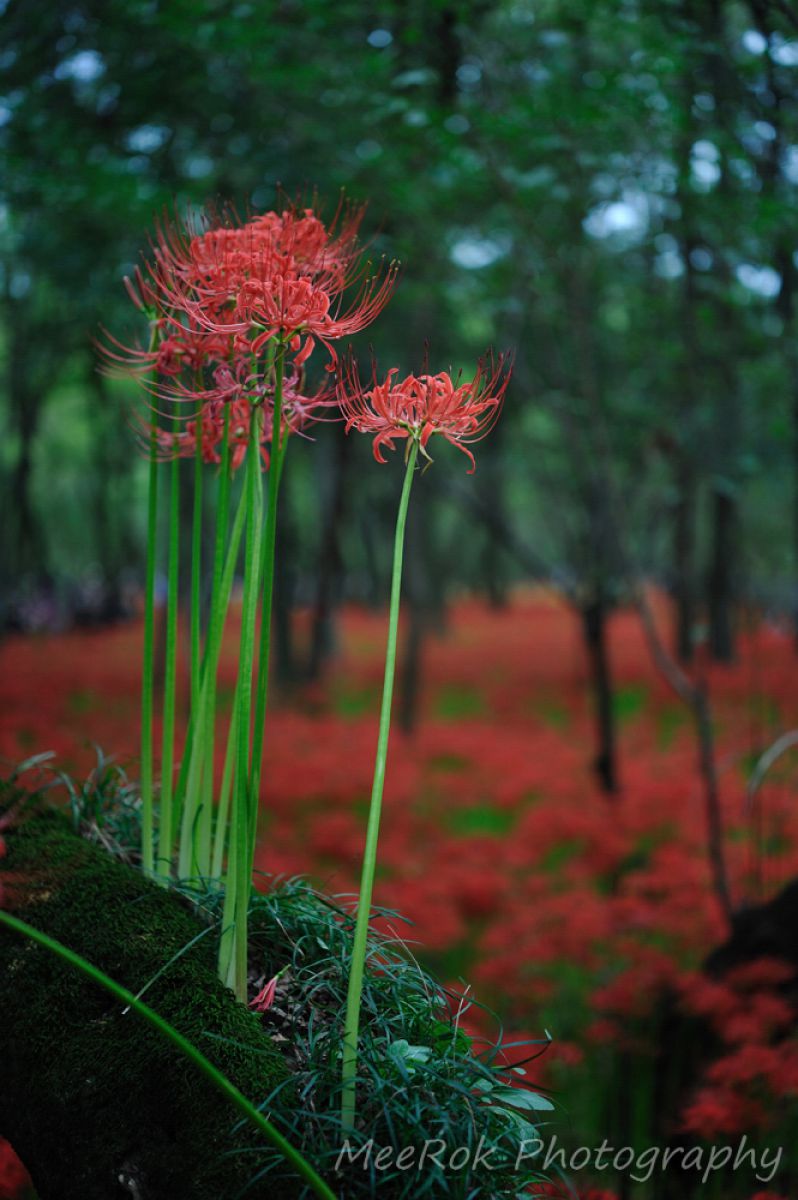 hidakashi higanbana -25+ | GANREF