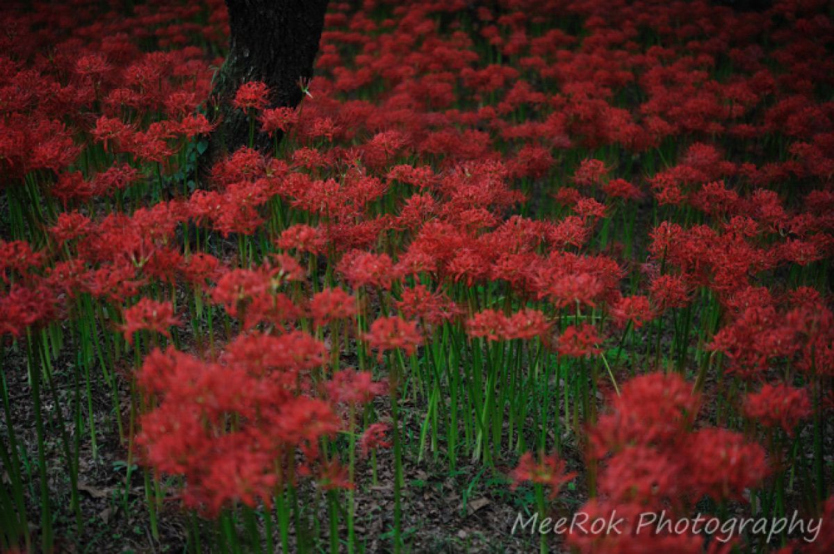 hidakashi higanbana -28+ | GANREF