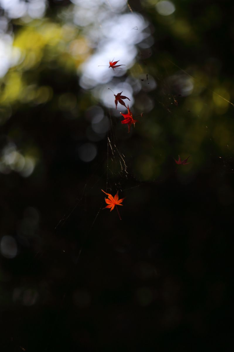 舞い降りる | GANREF