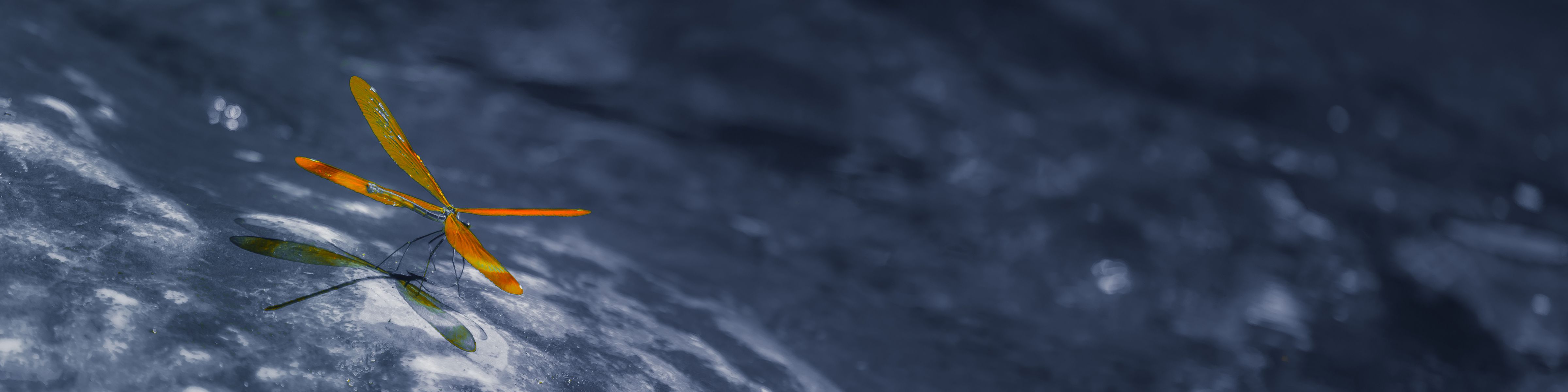 X-Wing Type II | GANREF