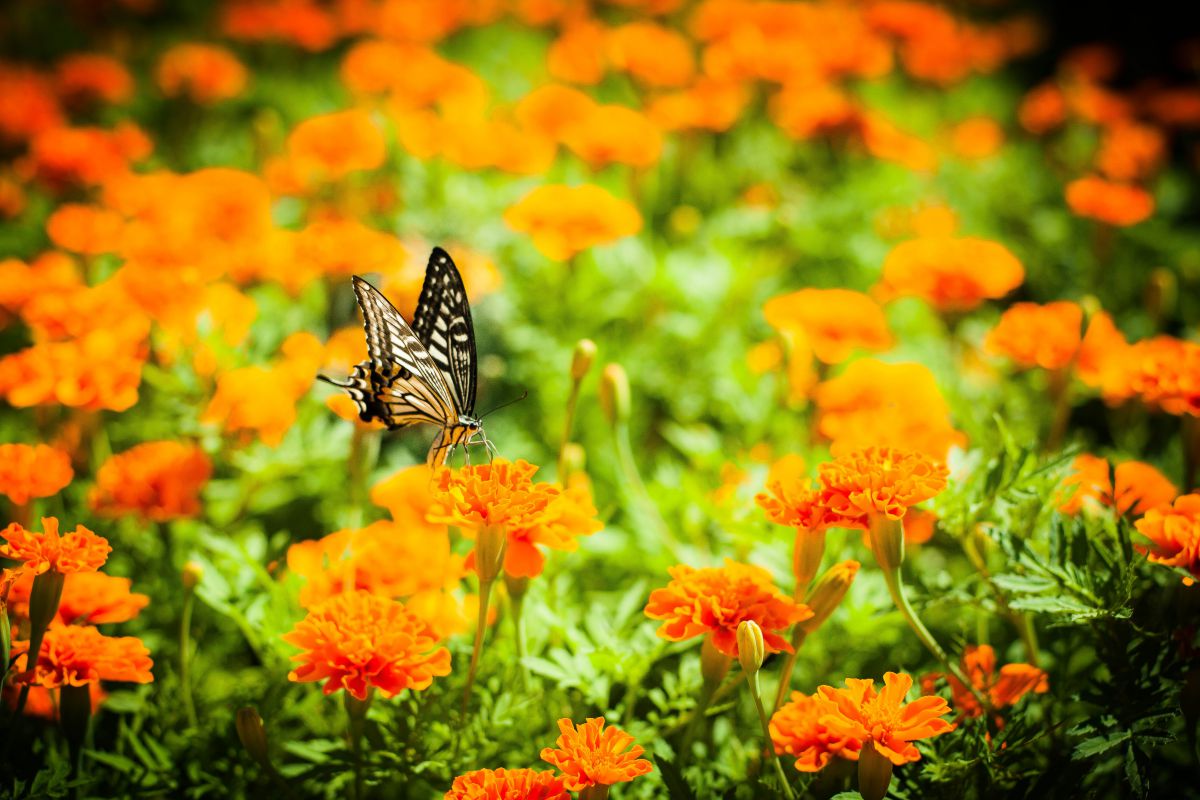 Hurly Burly | GANREF