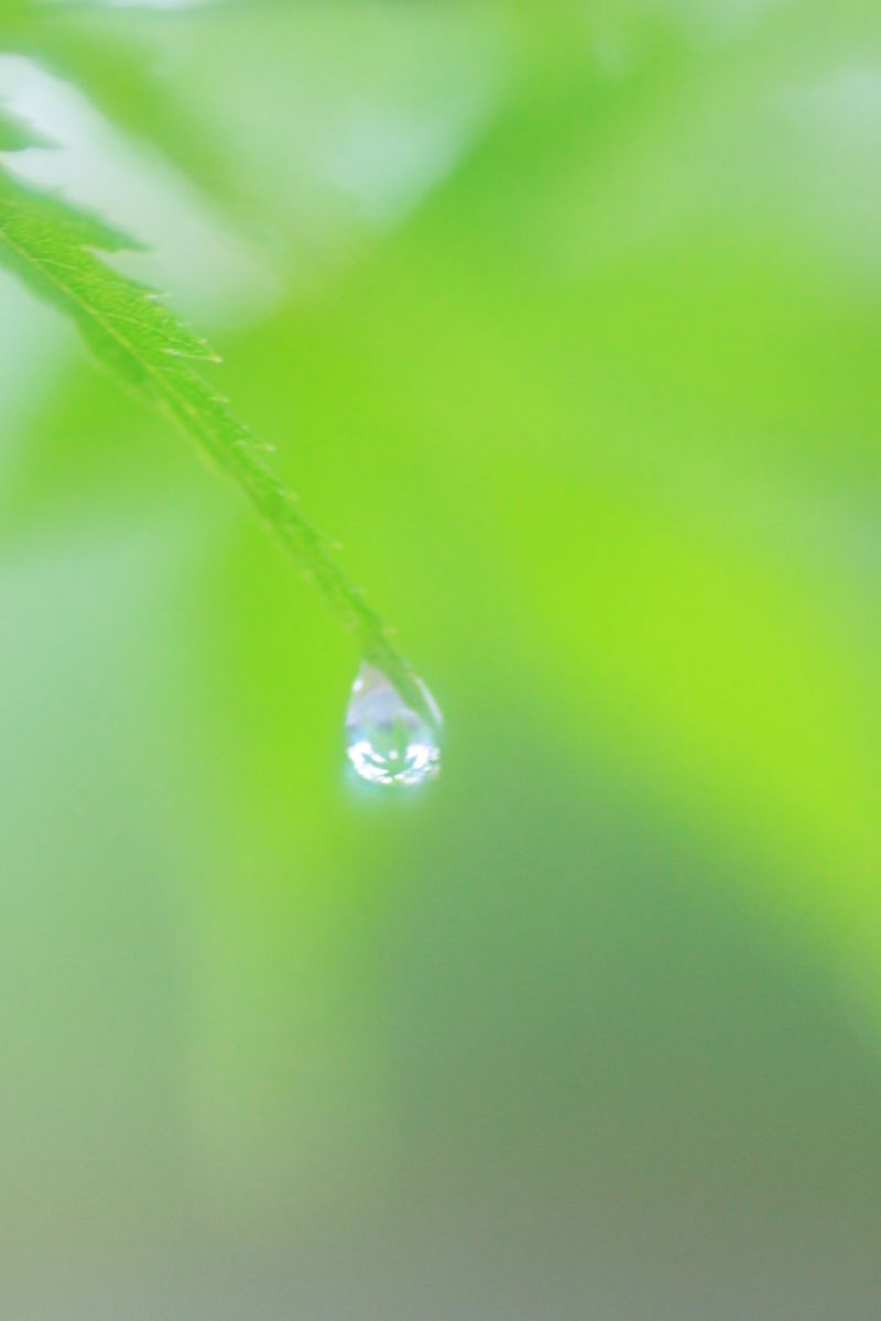 caught in a drop | GANREF