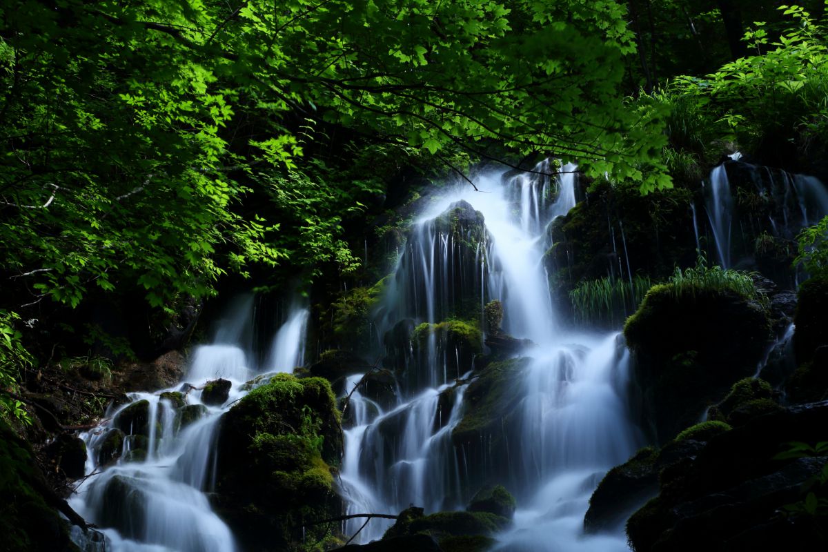 GREEN SHOWER | GANREF