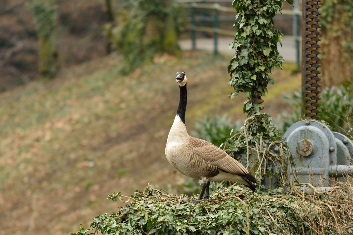 場所取り 5 | GANREF