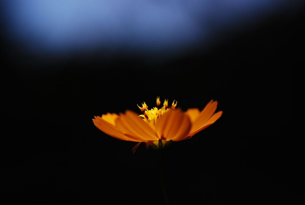 The party of aliens. | GANREF