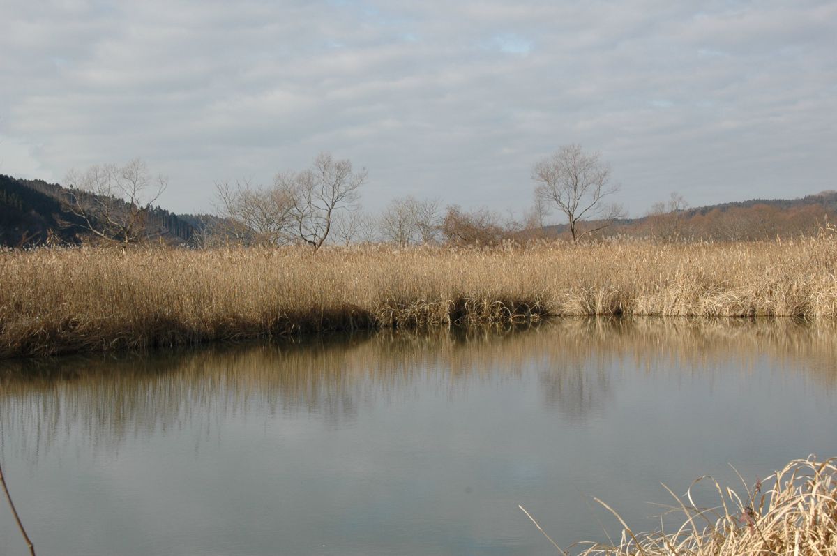 葦のある景色071222.JPG | GANREF