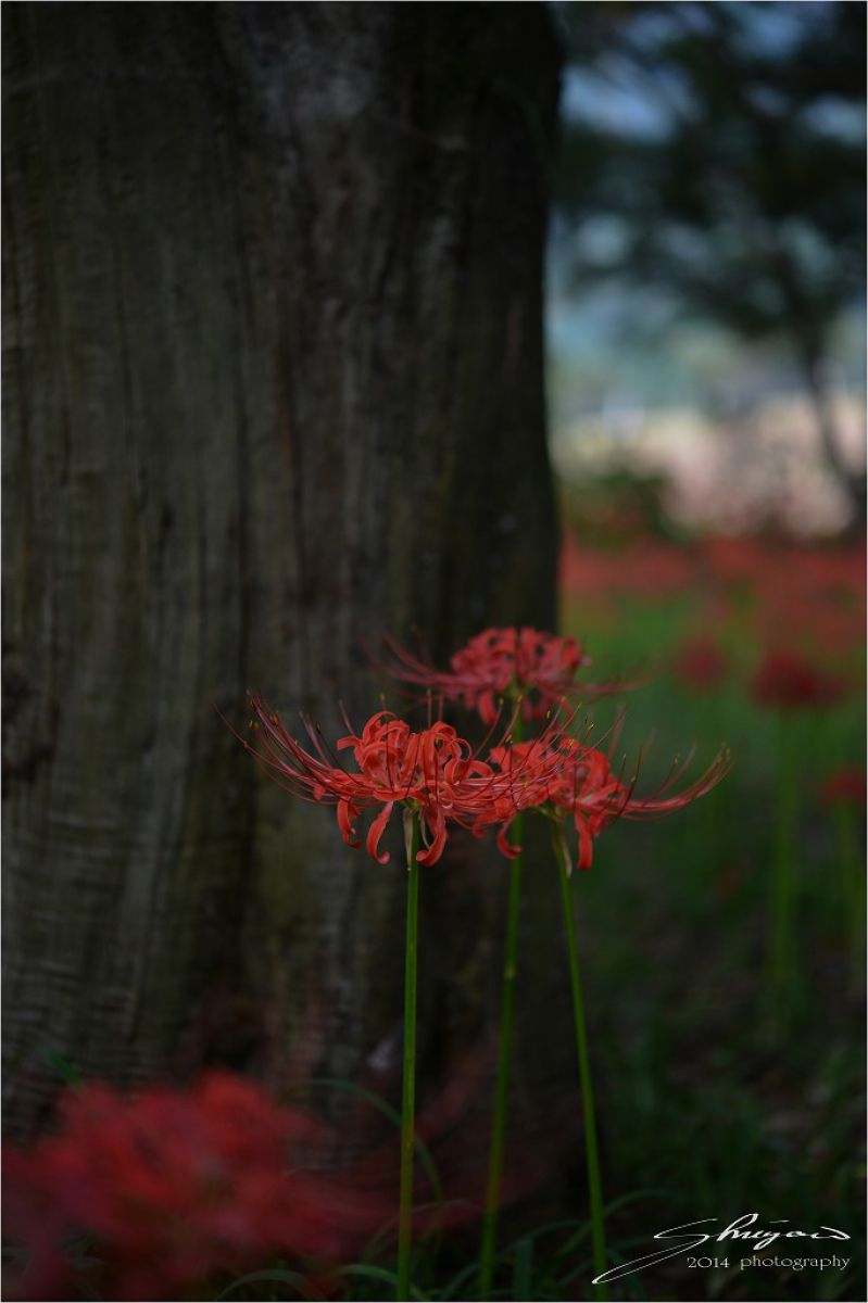 曼珠沙華 2014 | GANREF