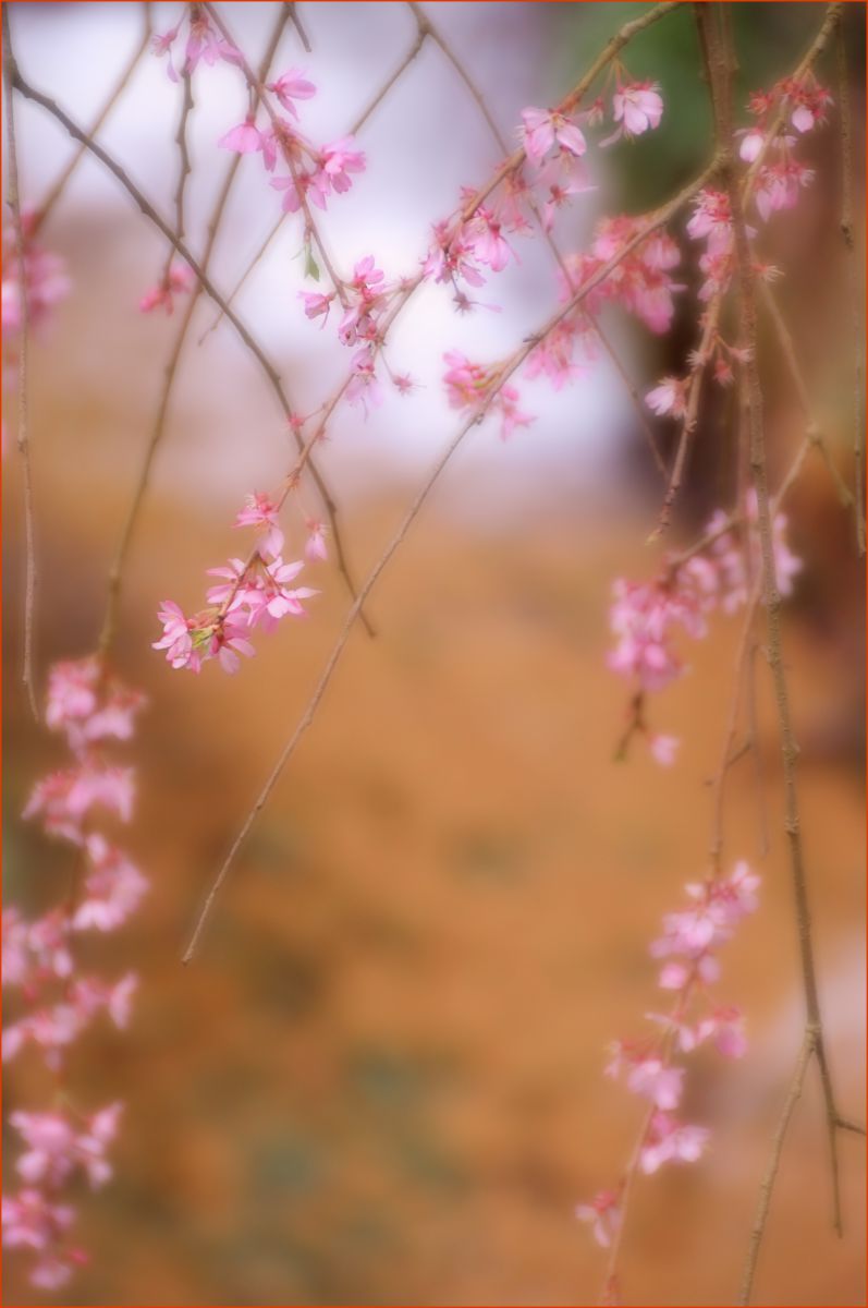 2010枝垂桜 | GANREF