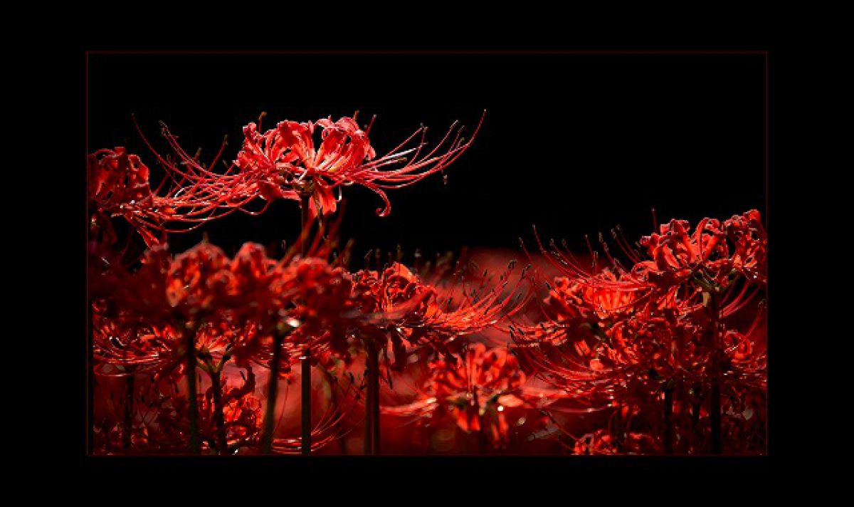 曼珠沙華 妖艶 | GANREF