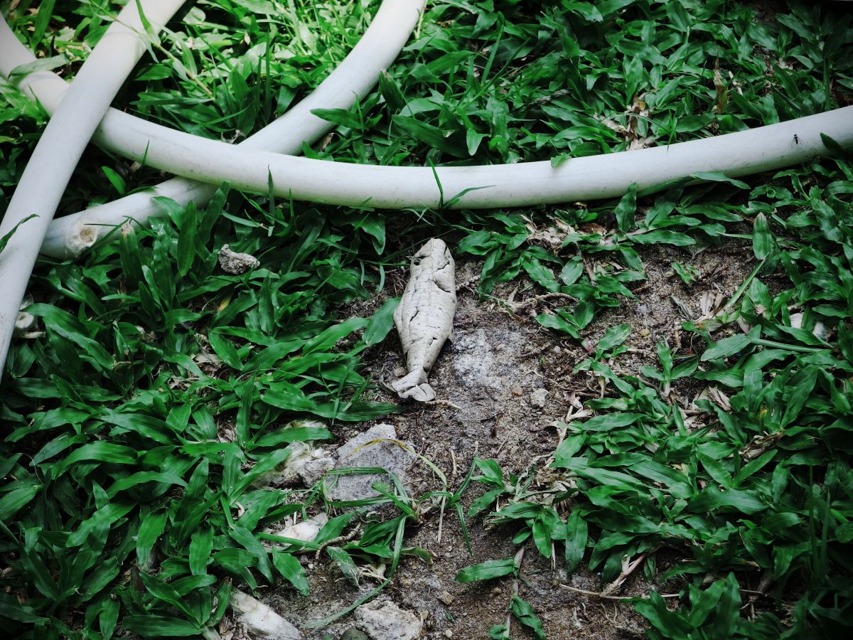 a mummy fish | GANREF