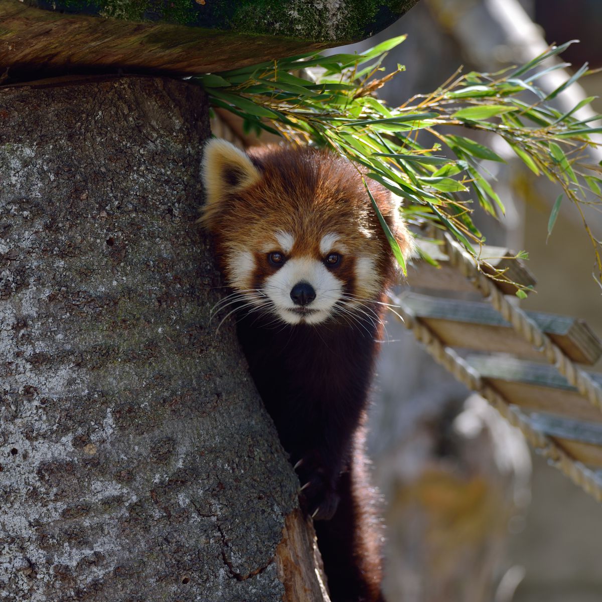 なんかいつもと違う感じ・・・ | GANREF