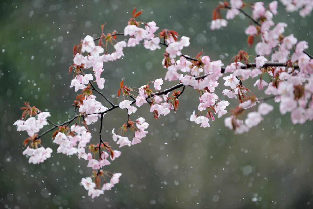 Dances with Snow. | GANREF