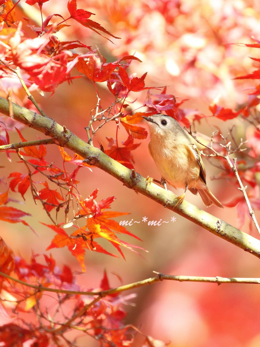 安心して下さい。今年も来ています。 | GANREF