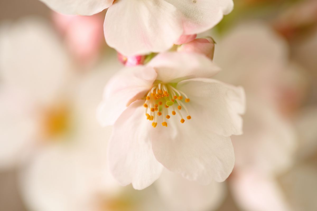 cherry blossom | GANREF