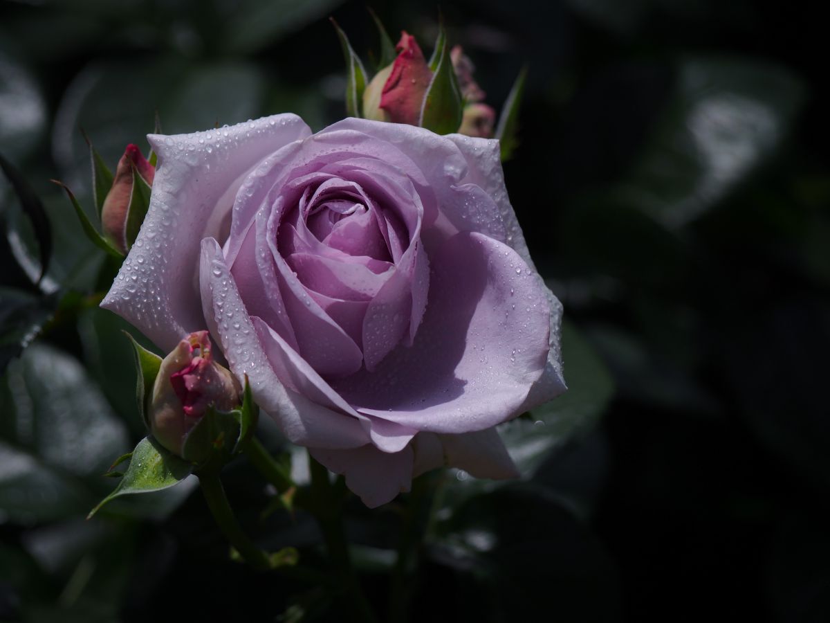 Morning dew on rose | GANREF