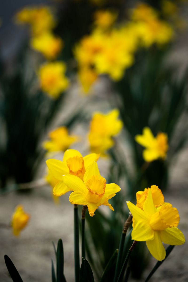 marching band | GANREF