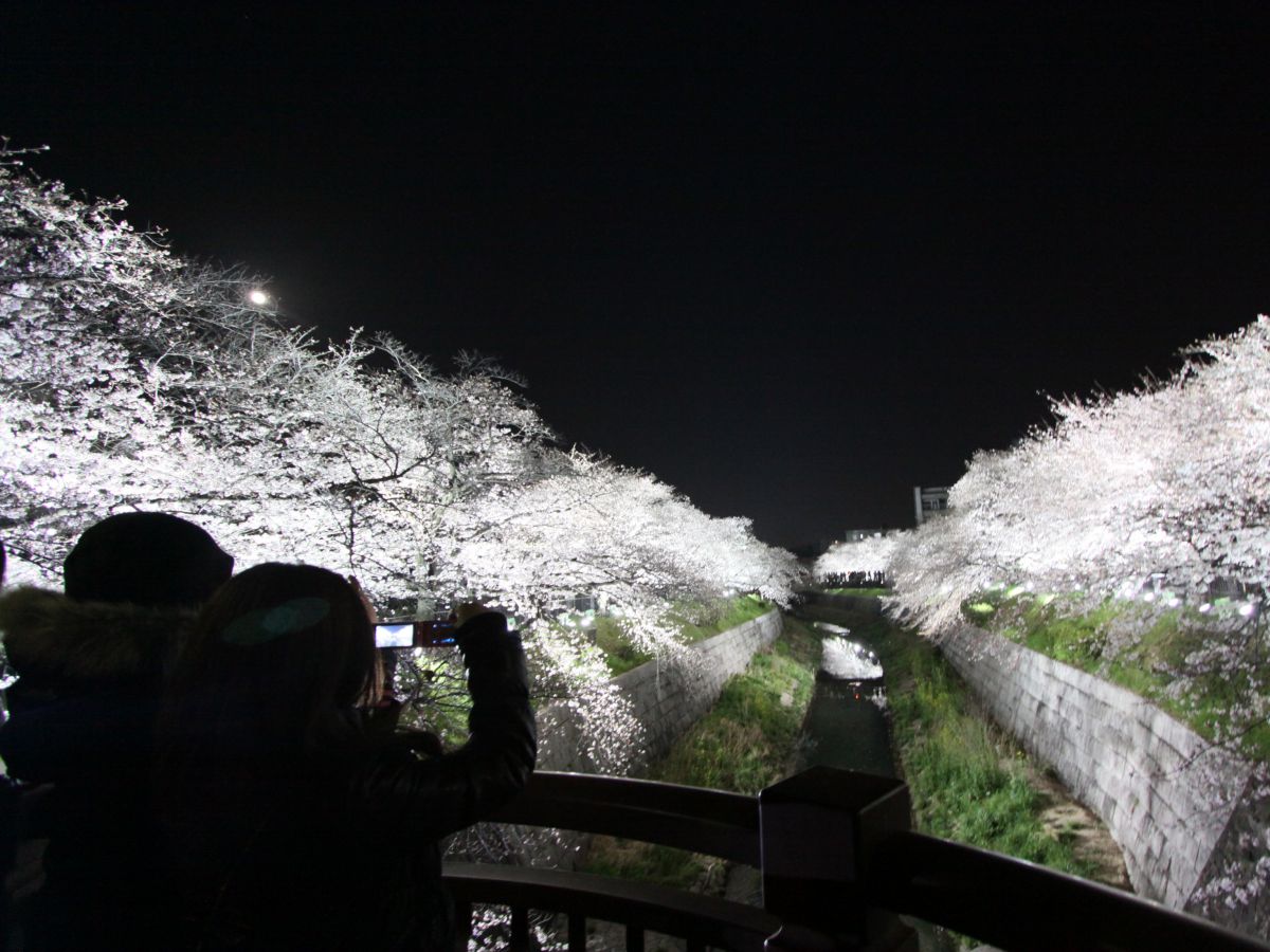 桜の川で | GANREF