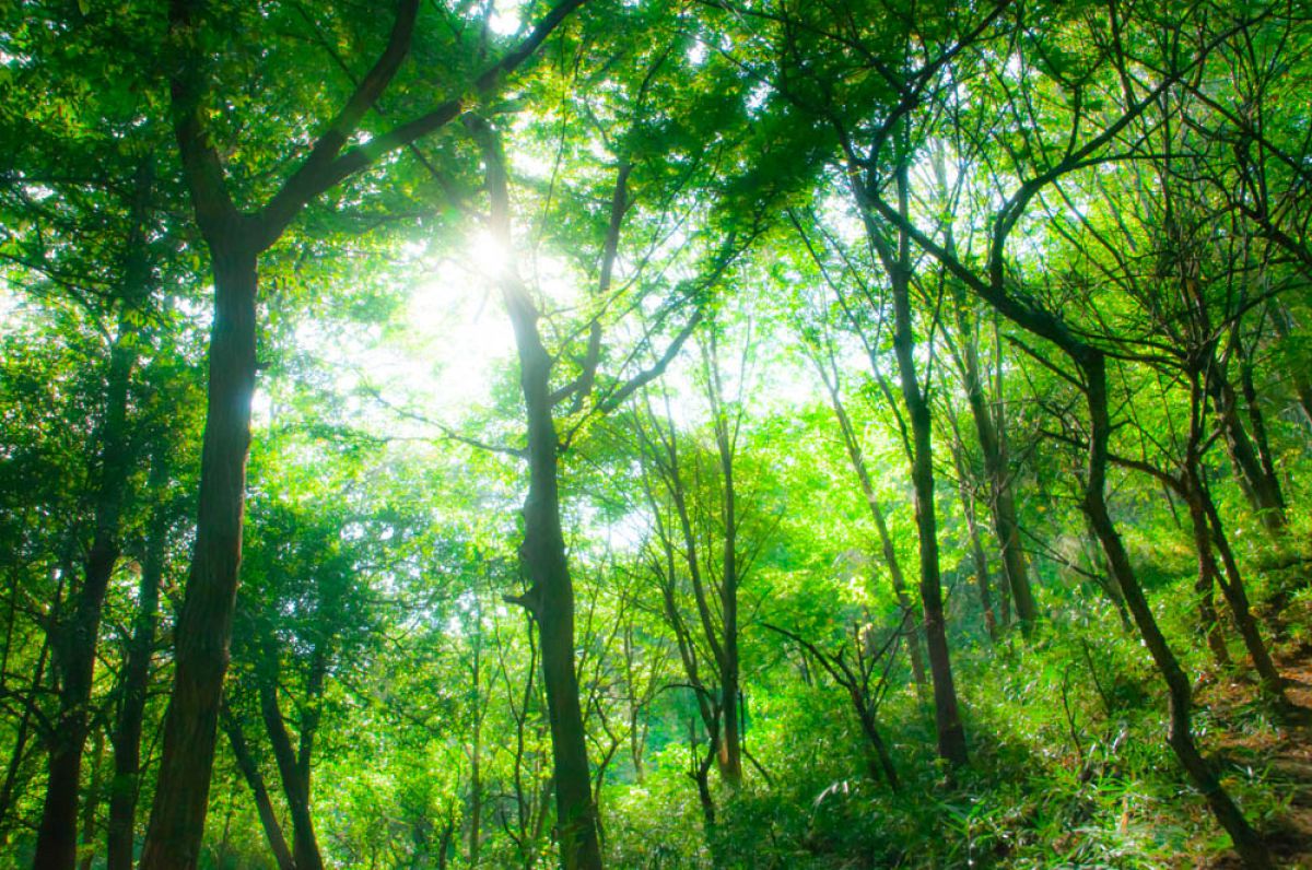 DSC_2951.jpg | GANREF