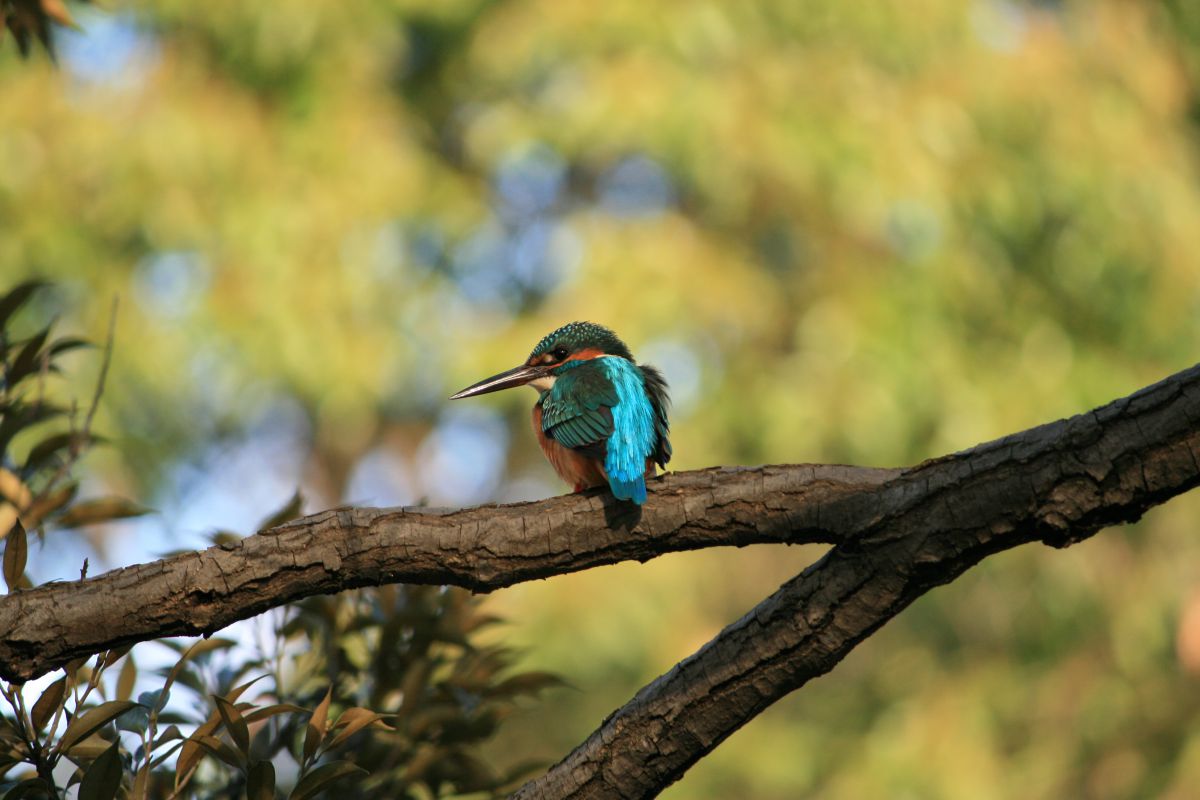 IMG_7753.JPG | GANREF