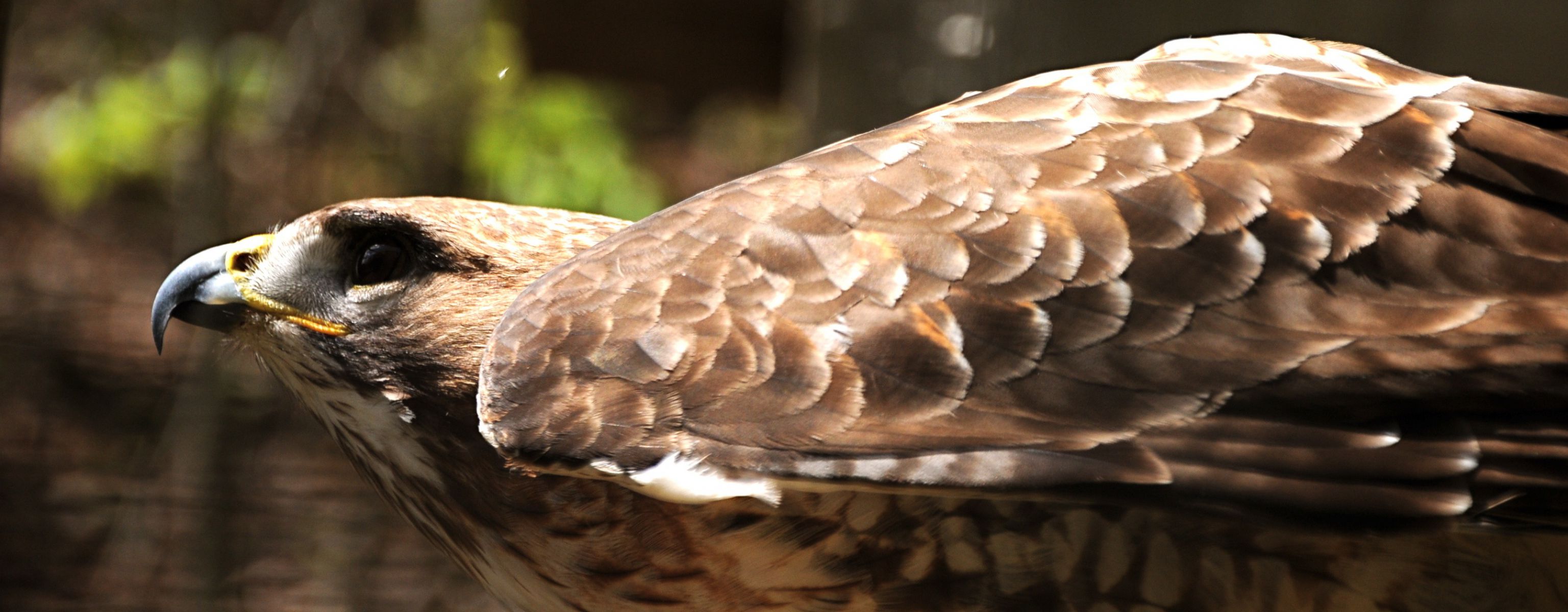 RED TAILED HAWK | GANREF