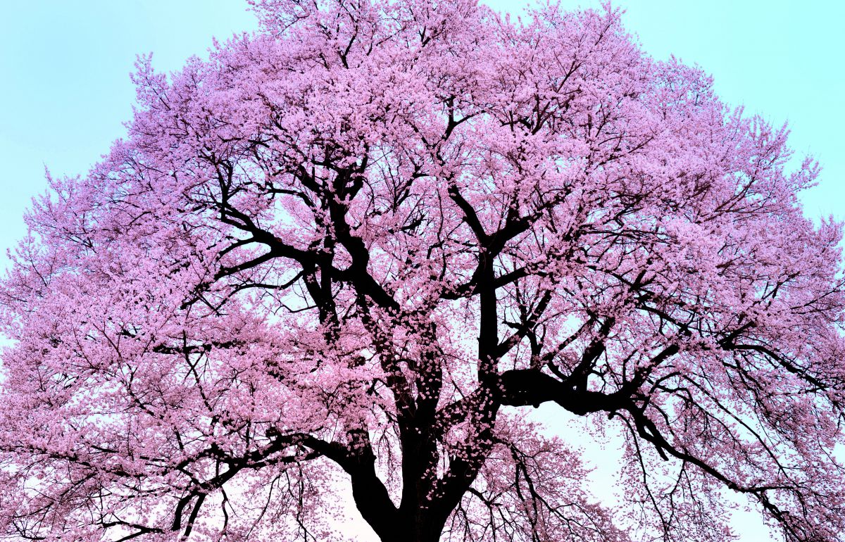 さくら、咲き誇る | GANREF