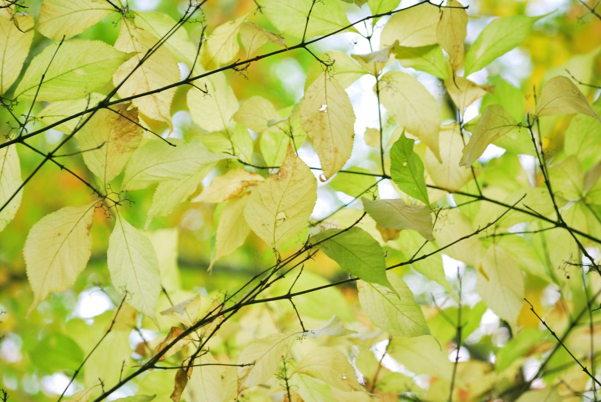 Yellow leaf | GANREF