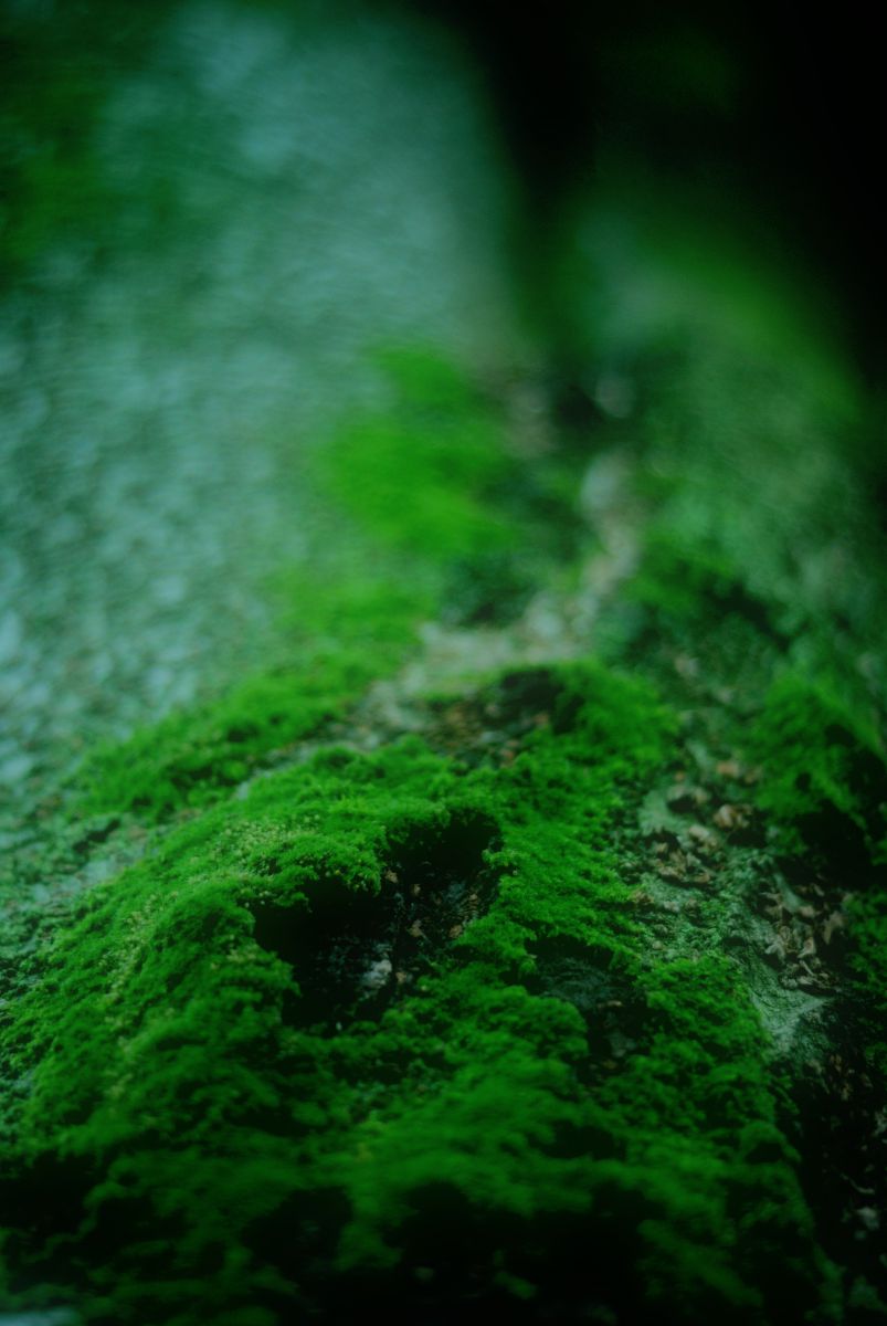 近くにある大自然 | GANREF