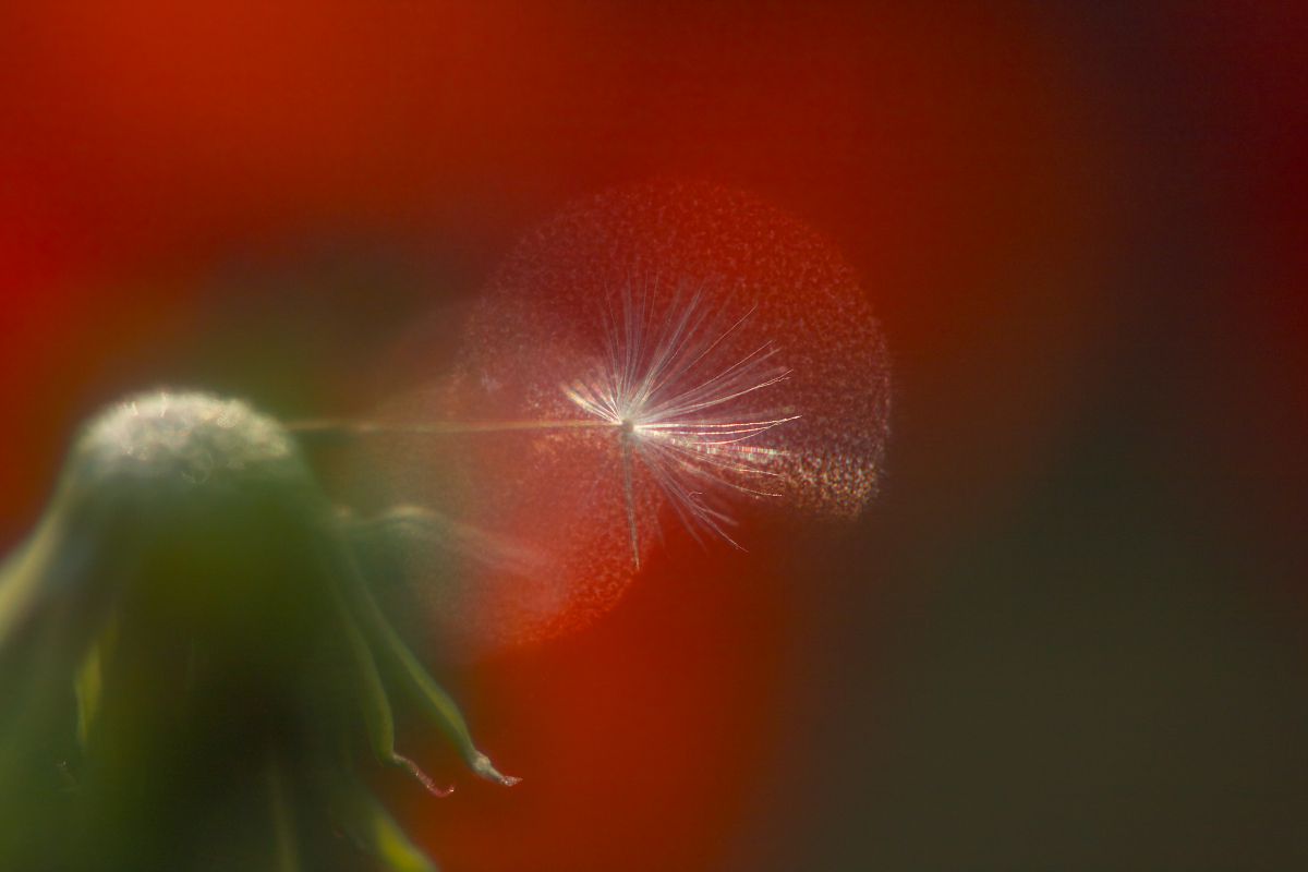 最後まで輝いて・・・ | GANREF