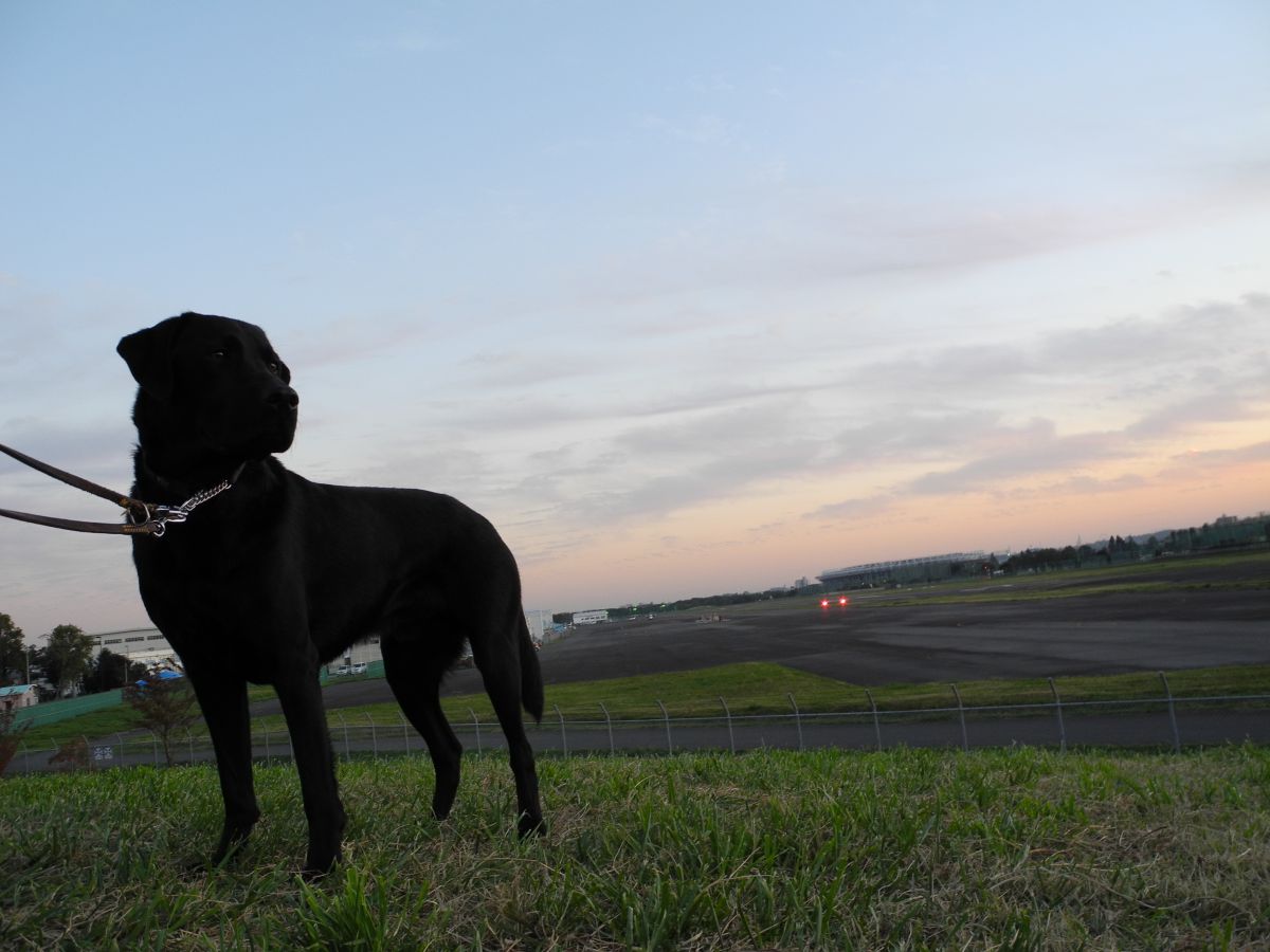 夕暮れ散歩 | GANREF