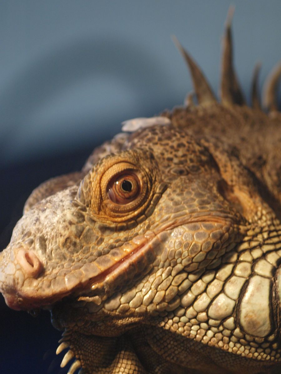 イグアナ！！ | GANREF