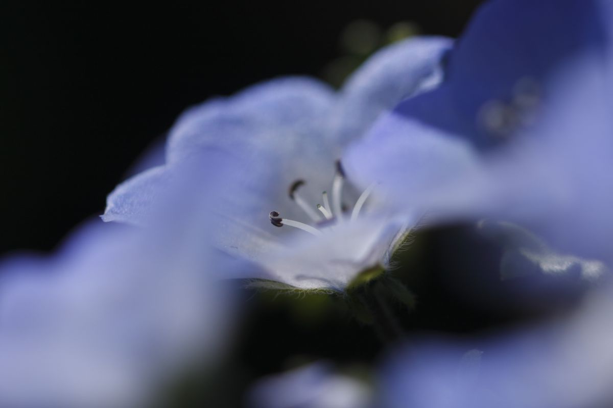 アオイハナ | GANREF