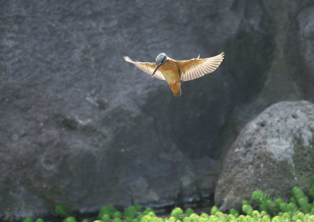 wind is blowing from the Aegean.jpg | GANREF