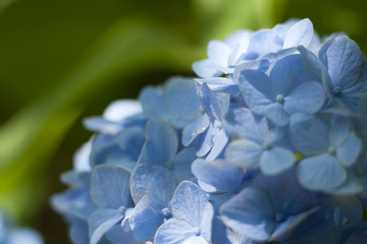 水玉on set | GANREF