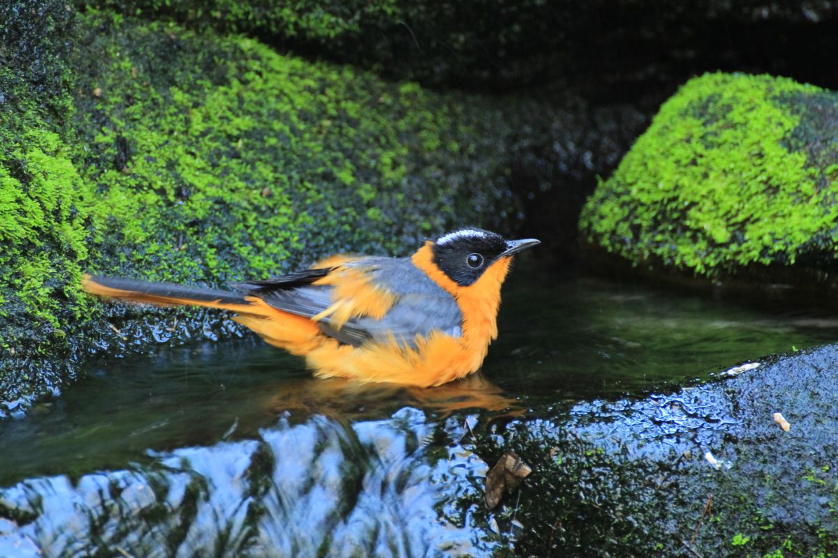 Shower time♪ | GANREF