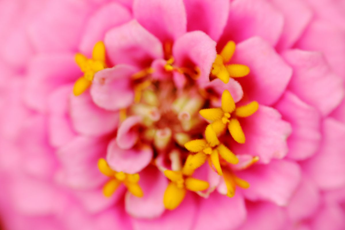 small flowers | GANREF