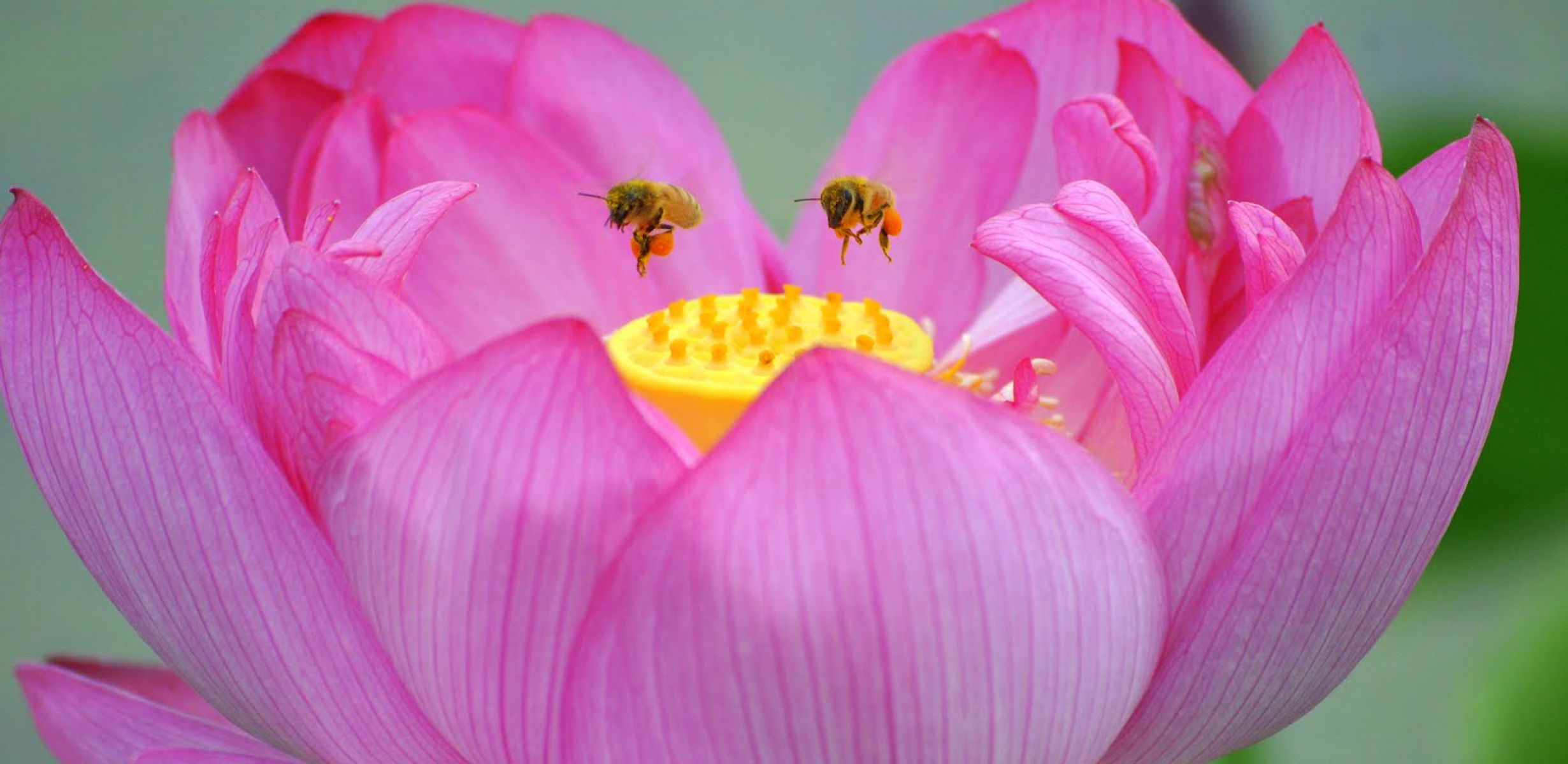 「Two bees of dance」の元画像(^^) | GANREF