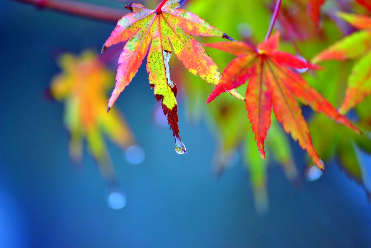 雨上がりの朝に・・・ | GANREF