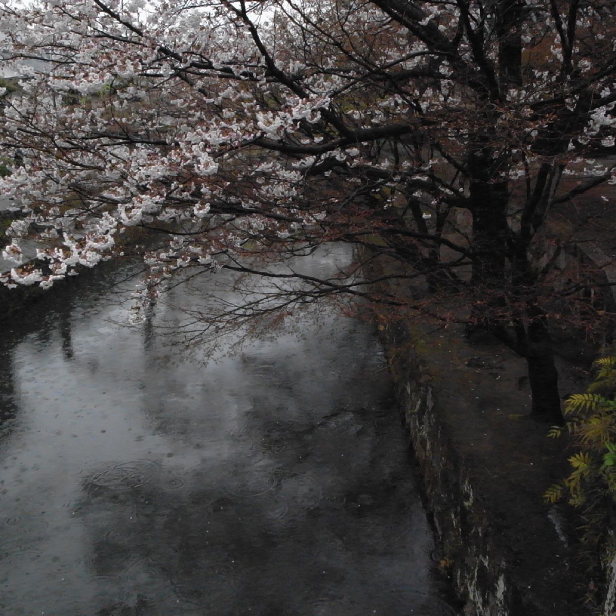 in the rain | GANREF