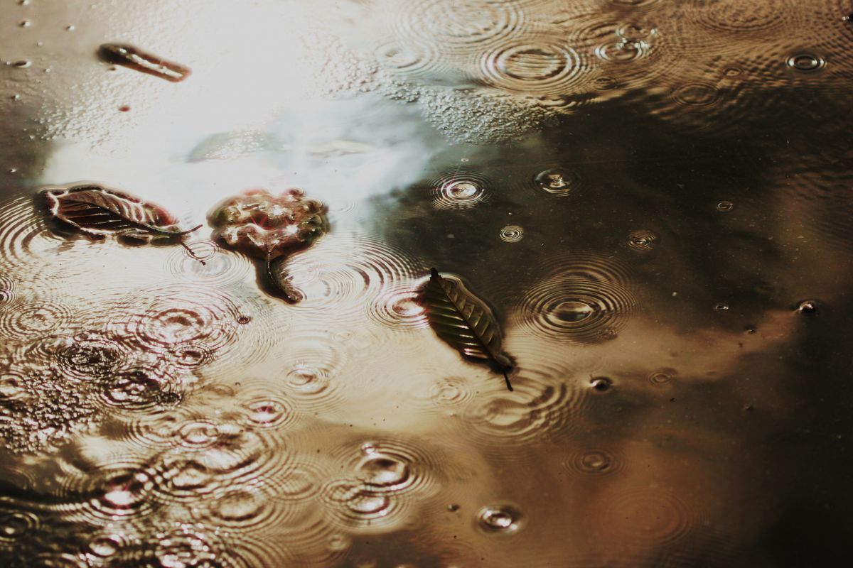 Music of the Raindrops | GANREF